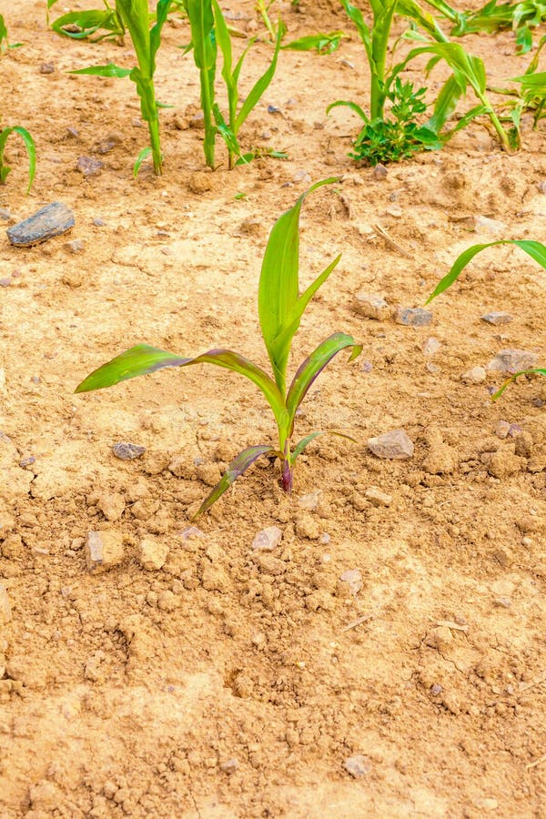 Green corn field stock photo. Image of season, pattern - 77874580
