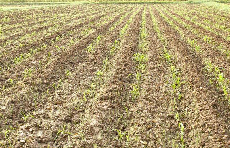 Green corn field in spring stock photo. Image of farmland - 31179134