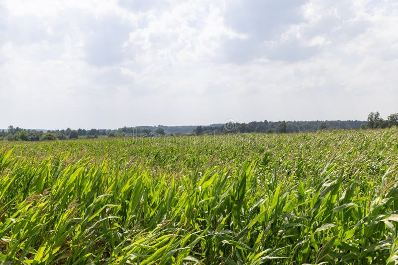 Green Corn Field in Summer, Fields with Corn Stock Photo - Image of ...