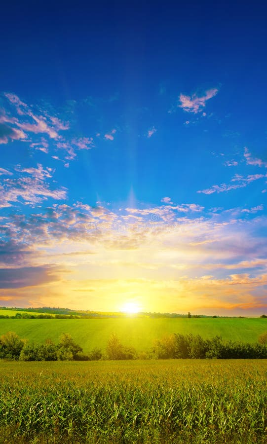 Green Corn Field and Sunset. Vertical Photo Stock Photo - Image of ...