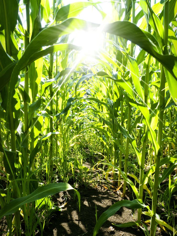 Green corn field stock photo. Image of green, corn, beautiful - 74503886
