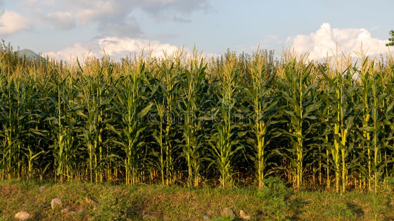 Green Corn Field View in a Sunset in the Evening with Beautiful Cloudy ...