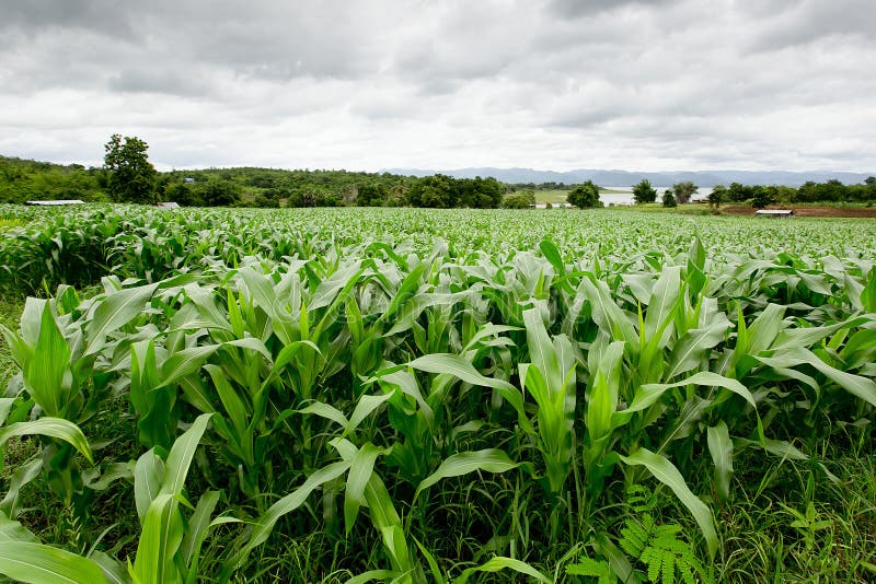 Green Corn Field,white Clouds in Thailand Stock Image - Image of crop ...