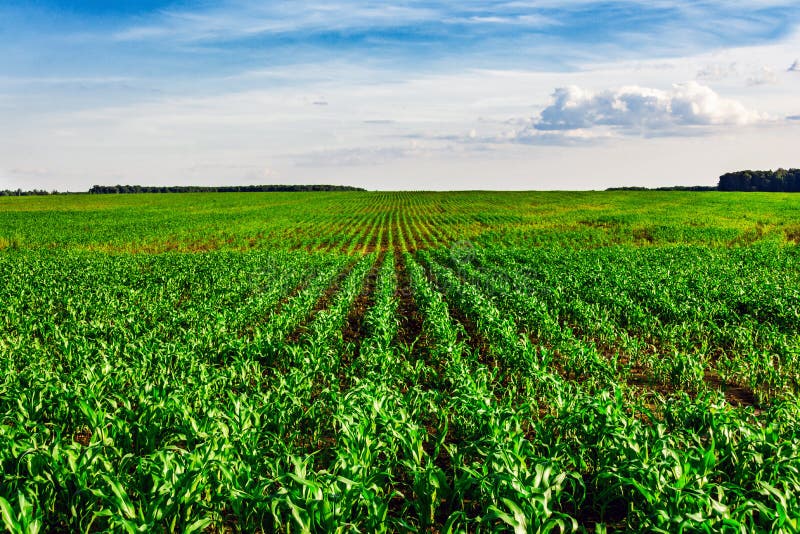 Green corn field stock image. Image of landscape, fields - 103443295
