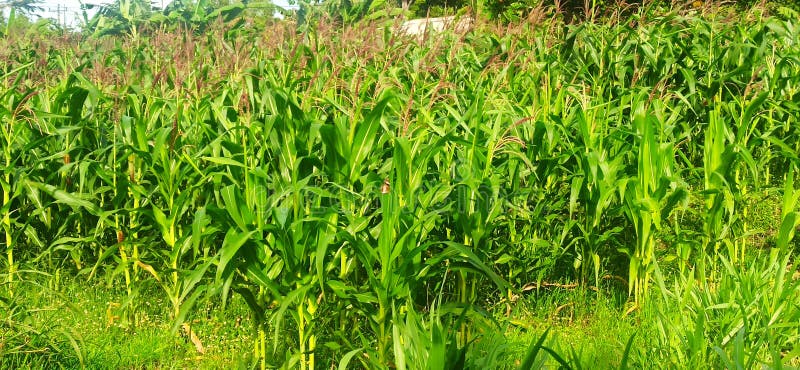 Green Corn Field with Wild Plants Stock Image - Image of flower, wild ...