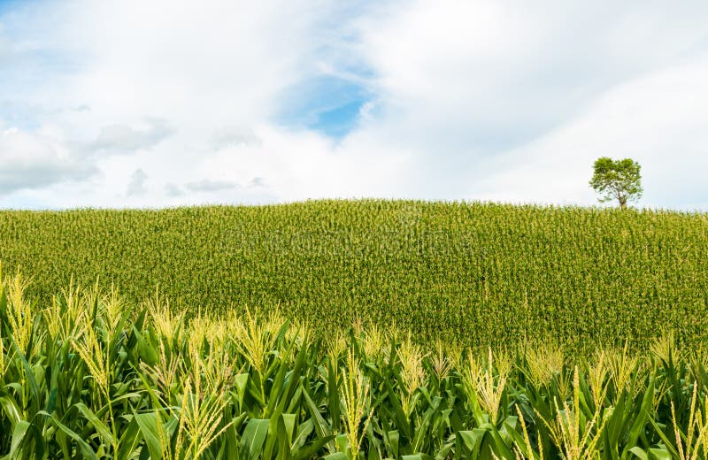 Green corn fields stock image. Image of green, curve - 64341371