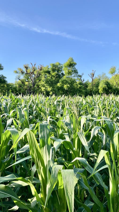 Green corn fields stock photo. Image of plantation, soil - 356429854