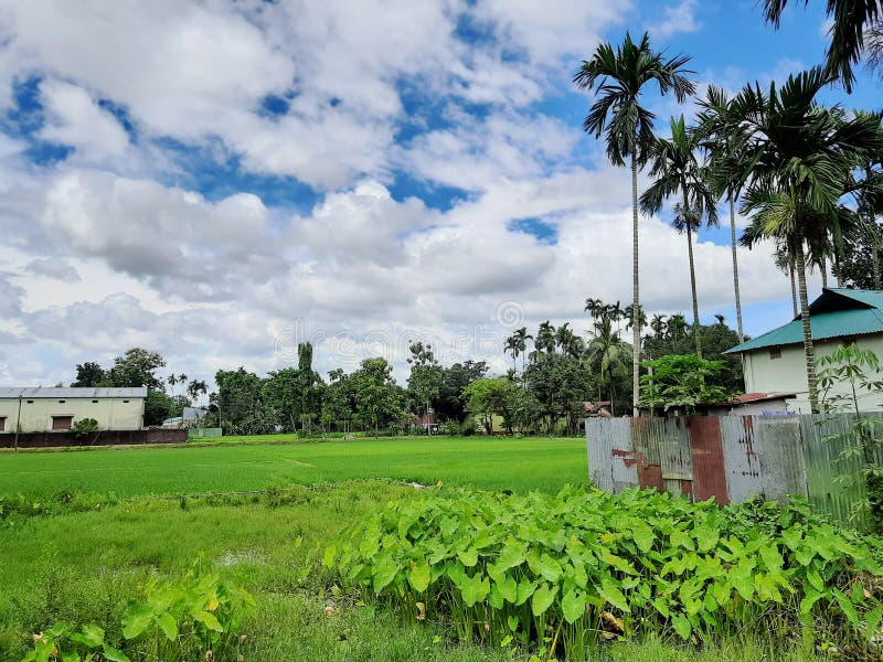 GREEN CORN FIELDS, VILLAGE HOUSE,WHITE CLOUDS FLOATING on BLUE SKY ...