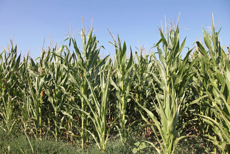Green Corn stock photo. Image of stalks, maize, agriculture - 118977512