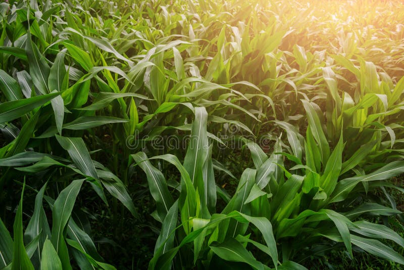 Green corn garden. stock image. Image of outdoors, farm - 96442529