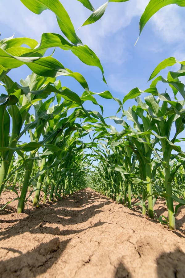 Green Corn Growing on the Field. Green Corn Plants Stock Image - Image ...