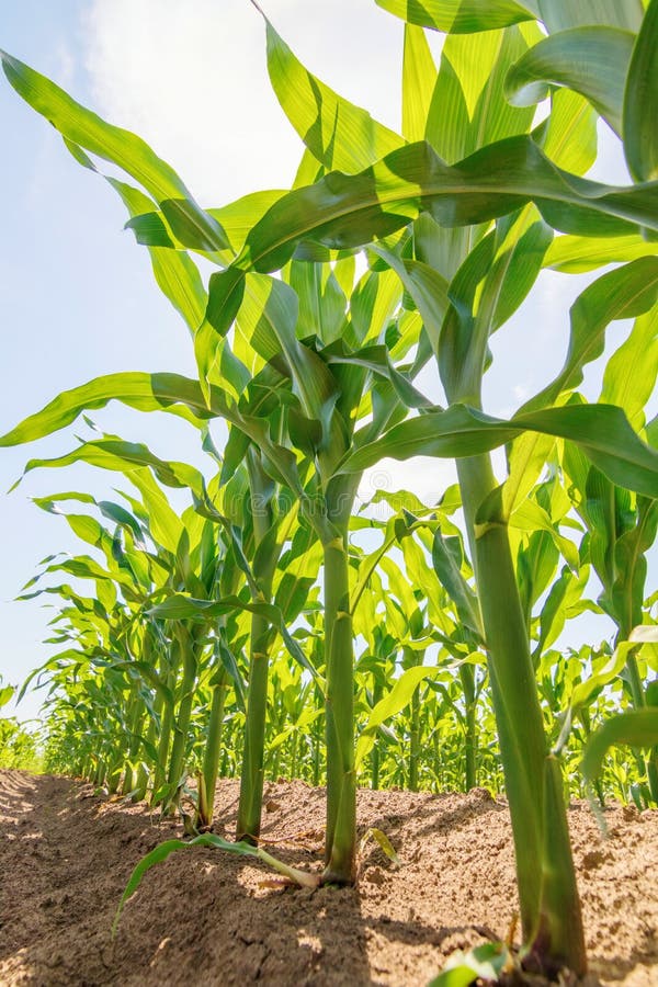 Green Corn Growing on the Field. Green Corn Plants Stock Photo - Image ...