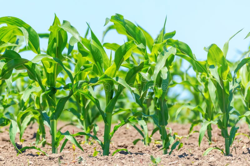 Green Corn Growing on the Field. Green Corn Plants, Shallow Depth of ...