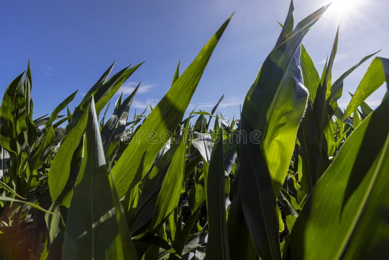 Green Corn Illuminated by Sunlight Stock Image - Image of equipment ...