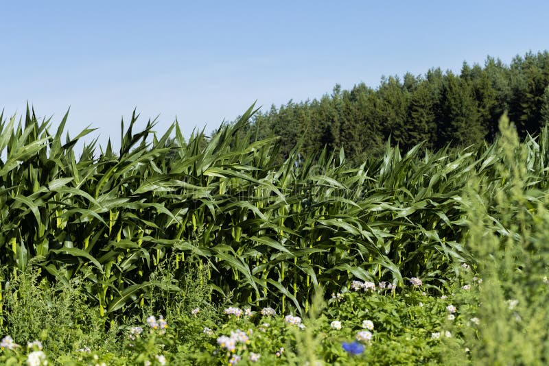 Green Corn Illuminated by Sunlight Stock Image - Image of equipment ...