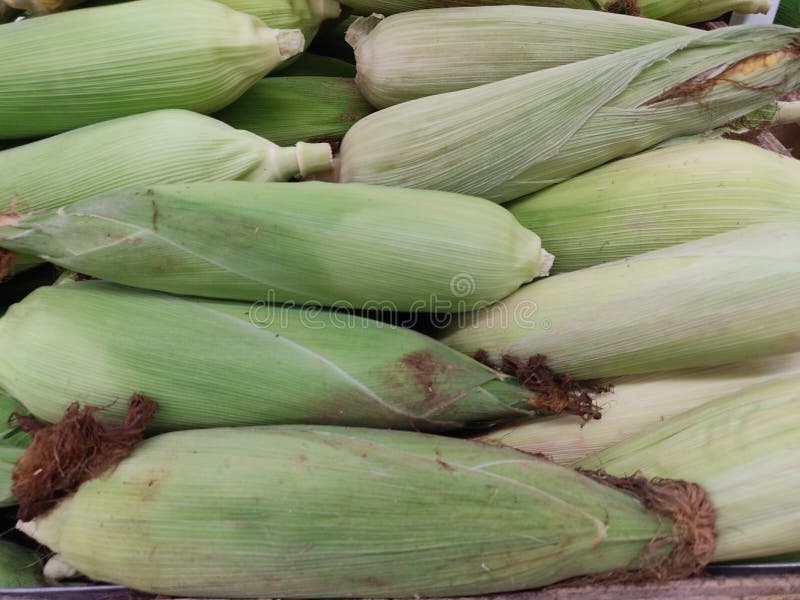 Green Corn Inside the Corn Leaves Protecting the Corn Seeds Inside ...