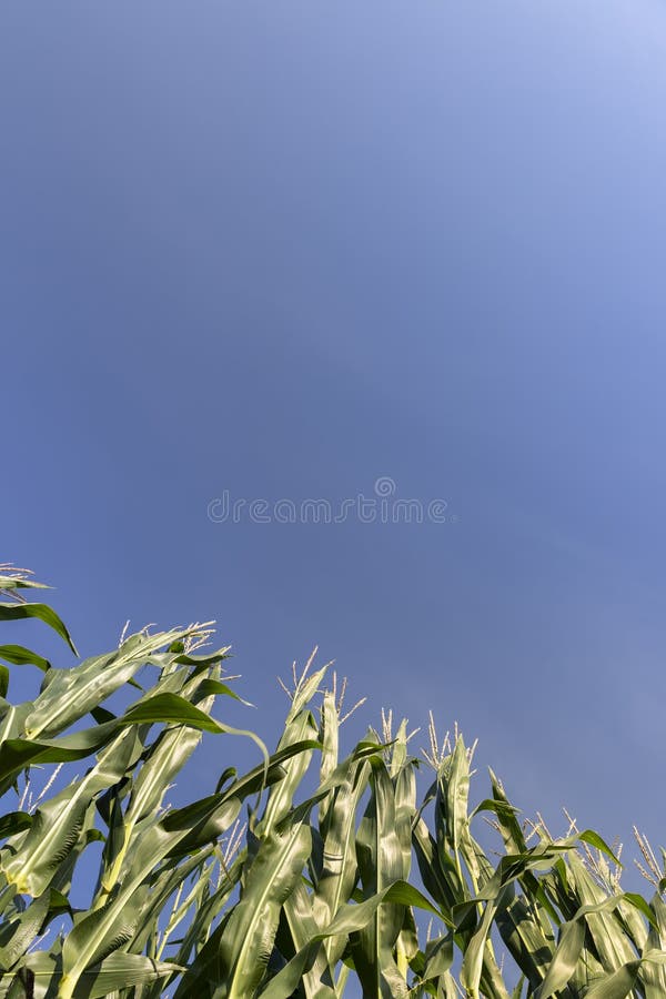 Green Corn with Large Ears before Ripening Stock Photo - Image of fresh ...