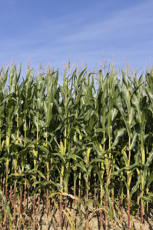 Green Corn with Large Ears before Ripening Stock Photo - Image of ...