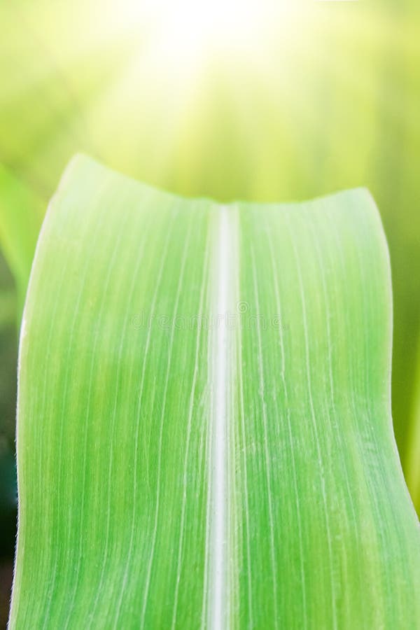 Green Corn Leaf Close-up, Blurred Background, Defocus. the Effect of ...
