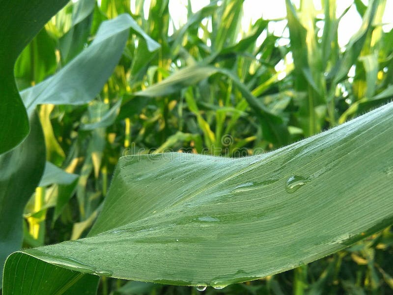 Green corn leaf stock image. Image of green, leaf, cornfield - 100039769