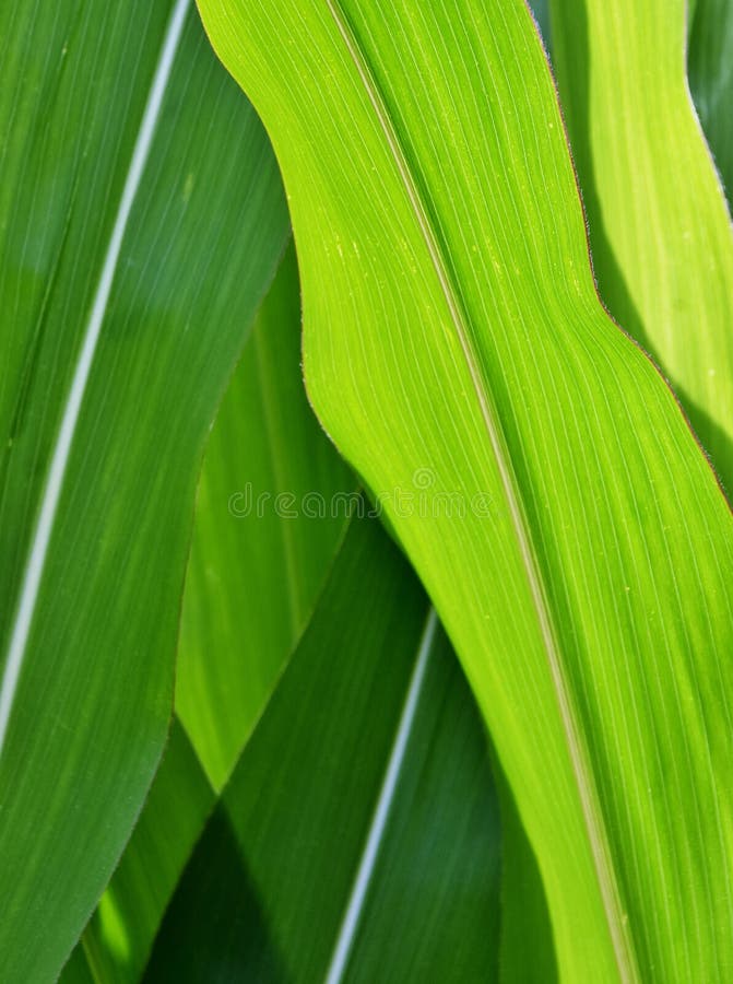 Green Corn leaves stock photo. Image of corn, close, farmland - 97105080