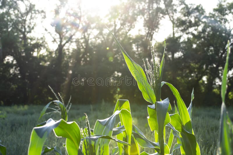 Green Corn Leaves Against Summer Sun and Trees Stock Photo - Image of ...