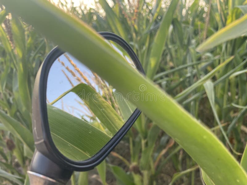 Green Corn Leaves in the Reflection of a Bicycle Mirror. Stock Photo ...