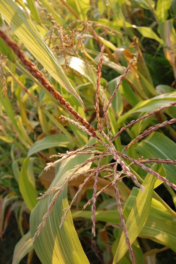 Green Corn Leaves and Seeds Stock Photo - Image of front, corn: 135706248