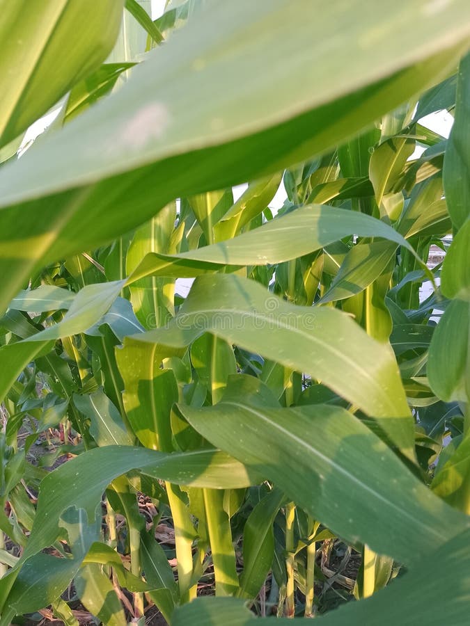 The Green Corn Leaves are Very Beautiful Stock Image - Image of leaves ...