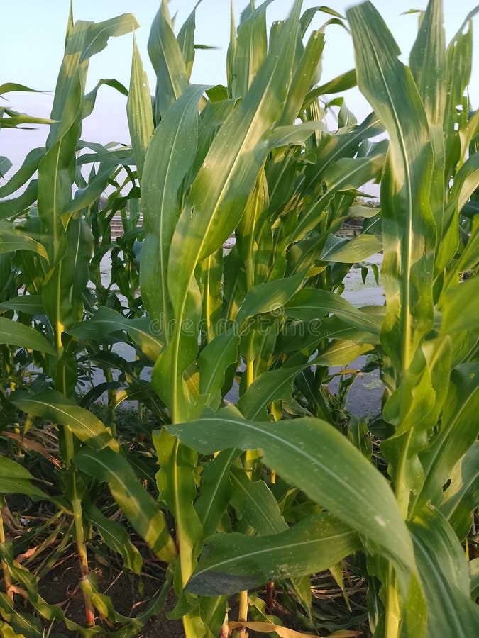 The Green Corn Leaves are Very Beautiful Stock Image - Image of corn, green: 322958345