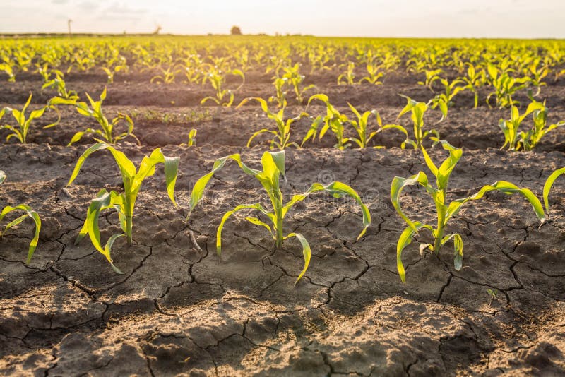 Green Corn Maize Field in Early Stage. Stock Image - Image of ...