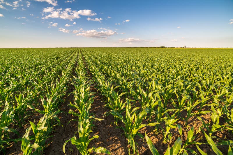 Green Corn Maize Field in Early Stage Stock Photo - Image of ...