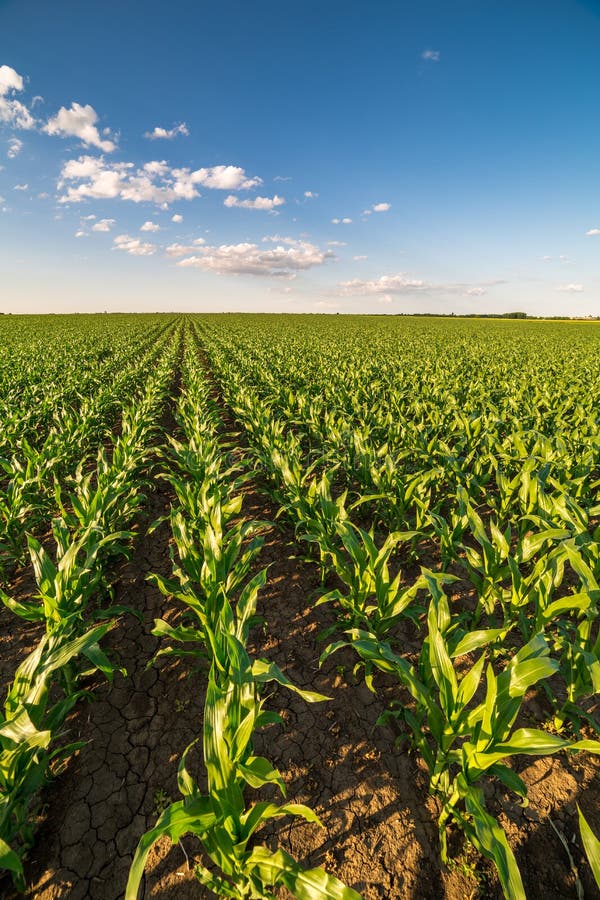 Green Corn Maize Field in Early Stage Stock Photo - Image of ...