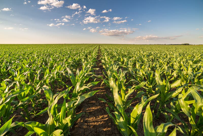 Green Corn Maize Field in Early Stage Stock Photo - Image of corn, leaf ...