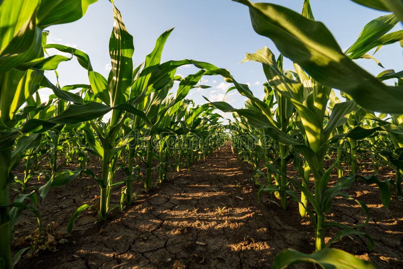 Green Corn Maize Field in Early Stage Stock Image - Image of green ...
