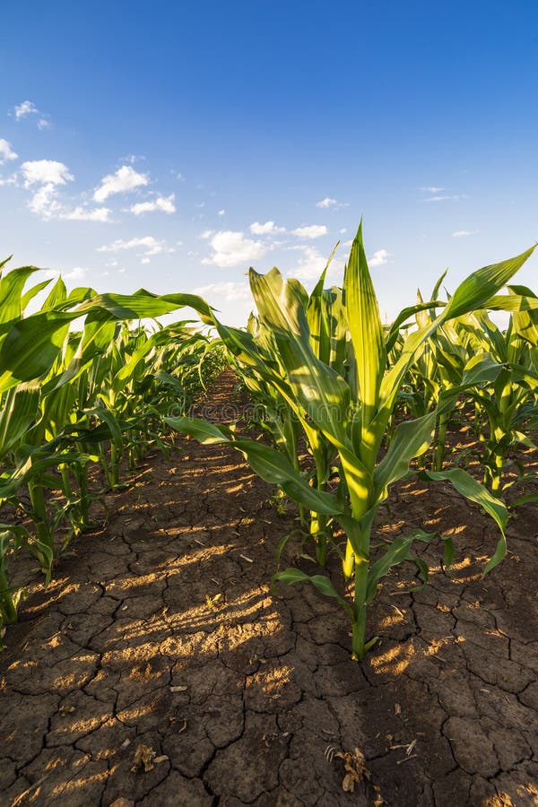Green Corn Maize Field in Early Stage Stock Image - Image of plant ...