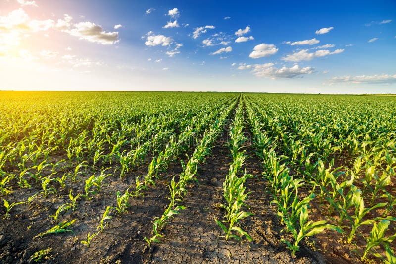 Green Corn Maize Field in Early Stage Stock Image - Image of rural ...