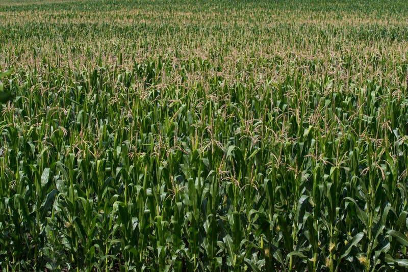 Corn Plant Isolated. Maize Isolated on White. Stock Photo - Image of ...