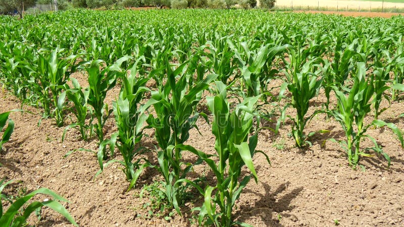 Corn Maize Agriculture Nature Field Stock Footage - Video of corn ...