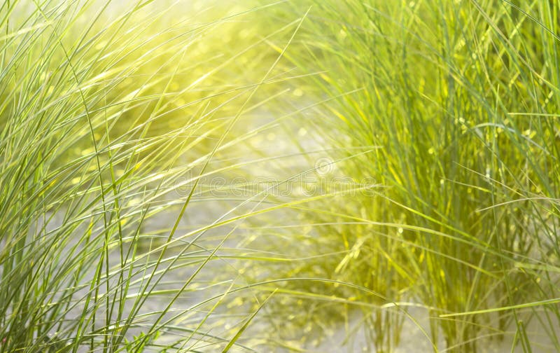 Green Corn Making a Path To the Ocean Stock Photo - Image of corn ...