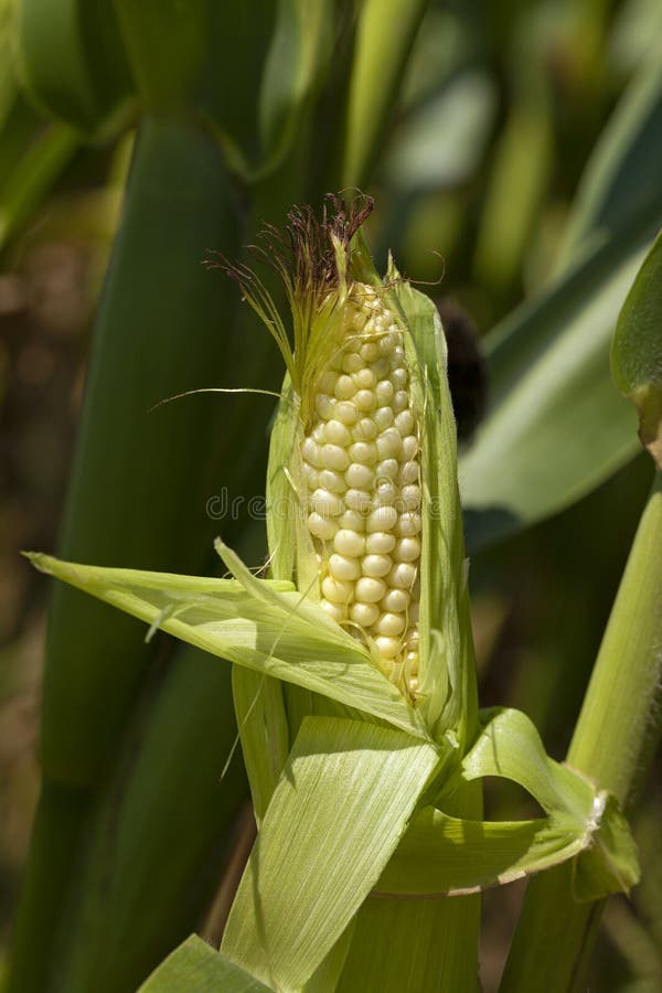 Green corn stock photo. Image of cereal, grain, food - 39223500
