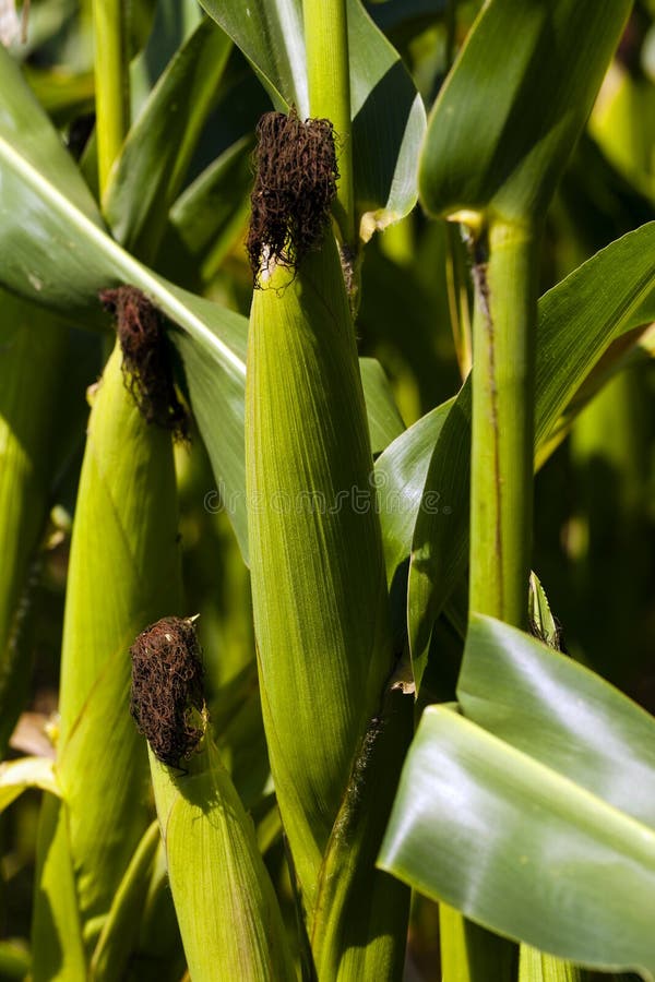 Green corn stock photo. Image of freshness, season, fruits - 39223842