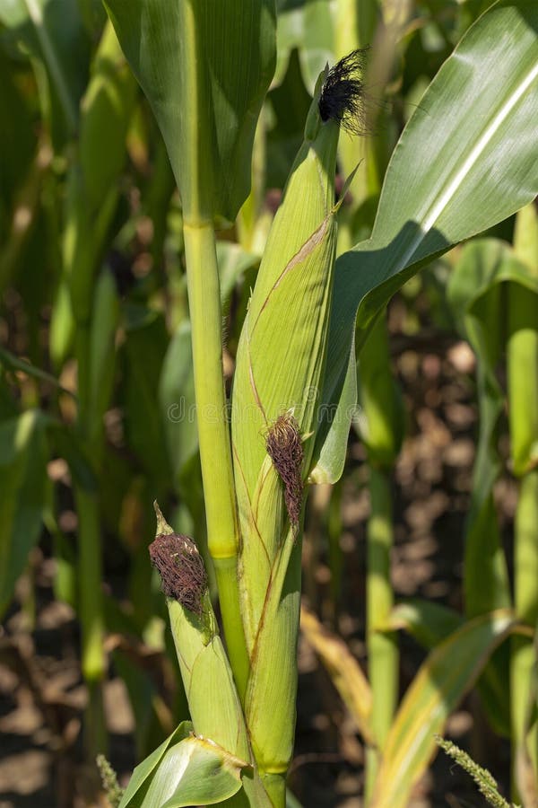 Green corn stock image. Image of fruit, closeup, grain - 40140691