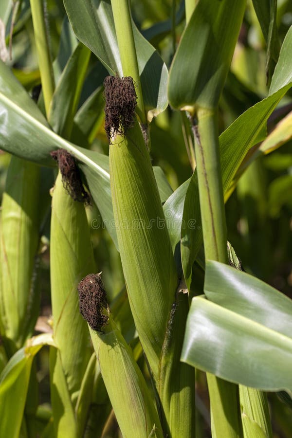 Green corn stock image. Image of farm, kernels, ingredient - 42856589