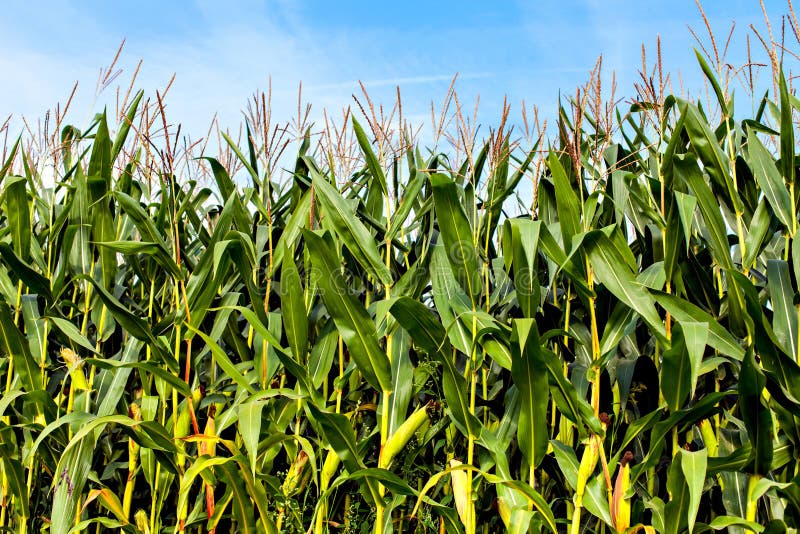 Green Corn Plants on a Big Field Stock Image - Image of nature, feed ...
