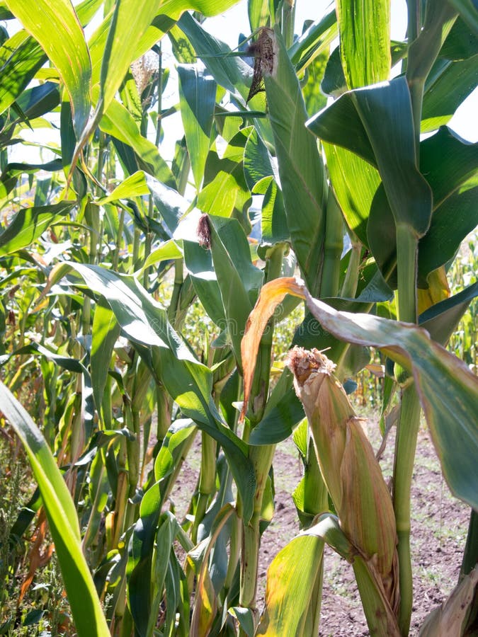 Green corn plants stock image. Image of garden, green - 57792915