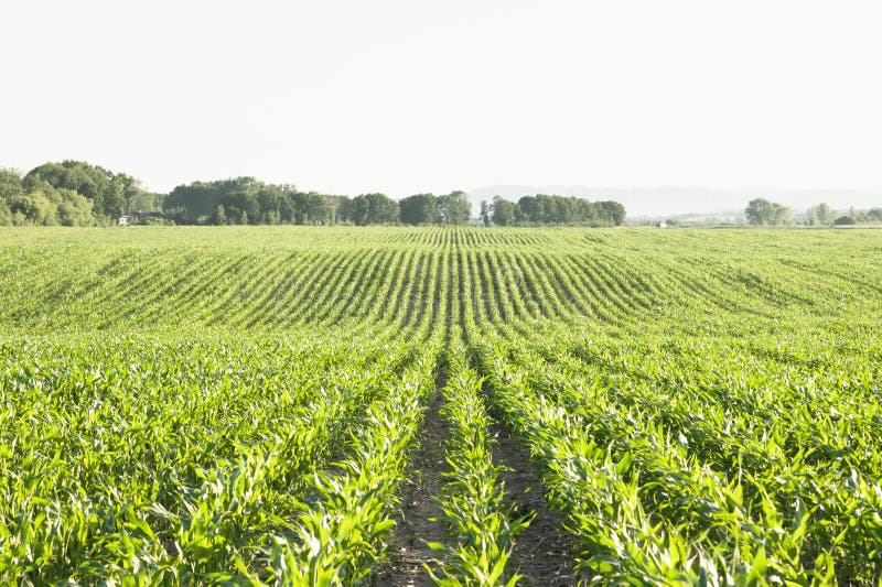 Green Corn Rows and Waves of the Agricultural Fields of Ukraine Stock ...