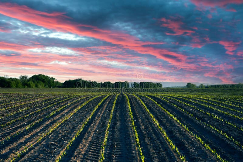Green Corn Rows and Waves of the Agricultural Fields of Ukraine Stock ...