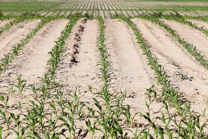Green corn. Spring stock photo. Image of land, brightly - 73969810
