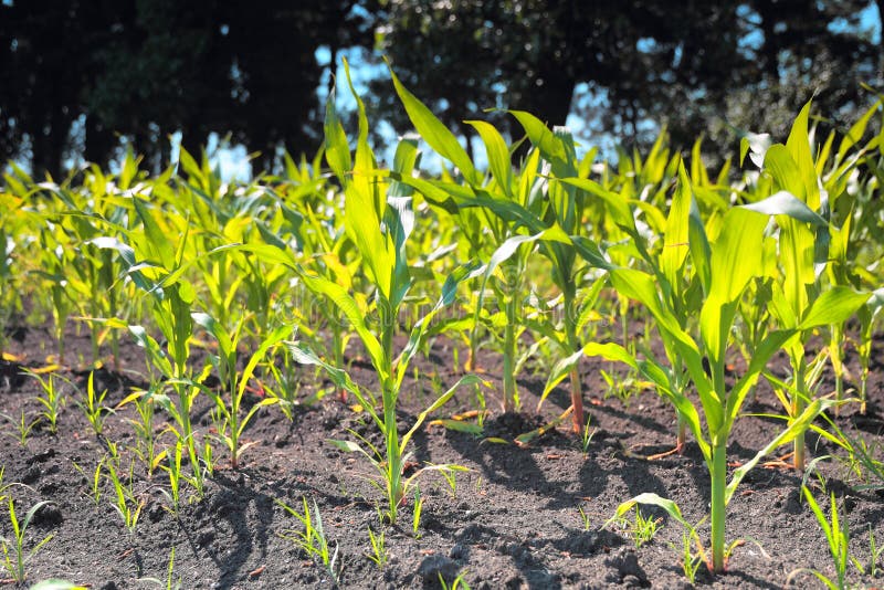 Green corn sprouts stock image. Image of landscape, outdoor - 43401541